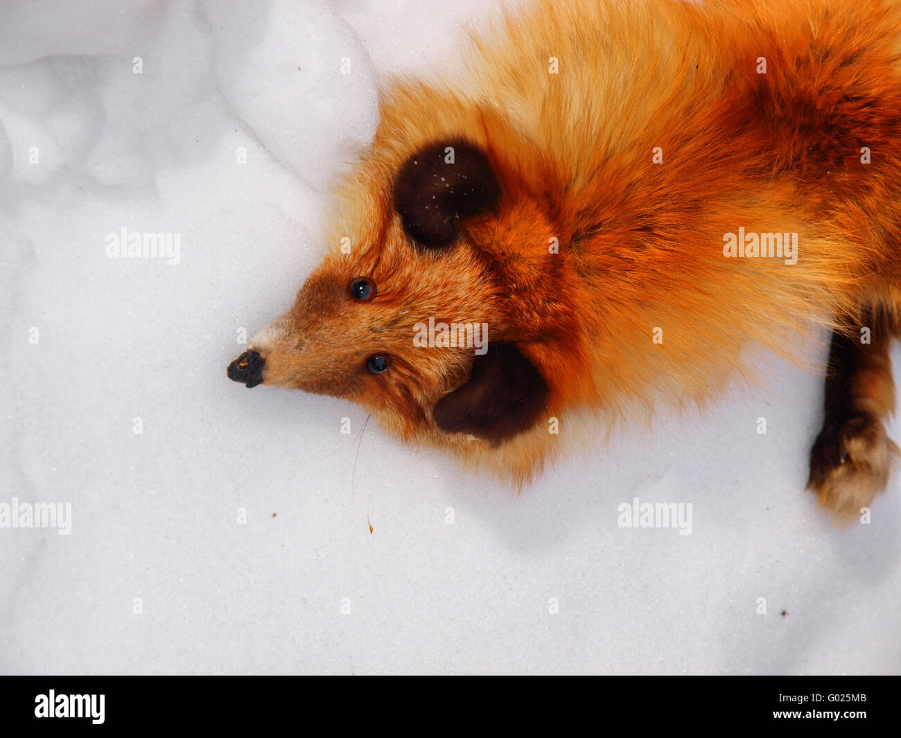 red fox fur pelt Stock Photo - Alamy