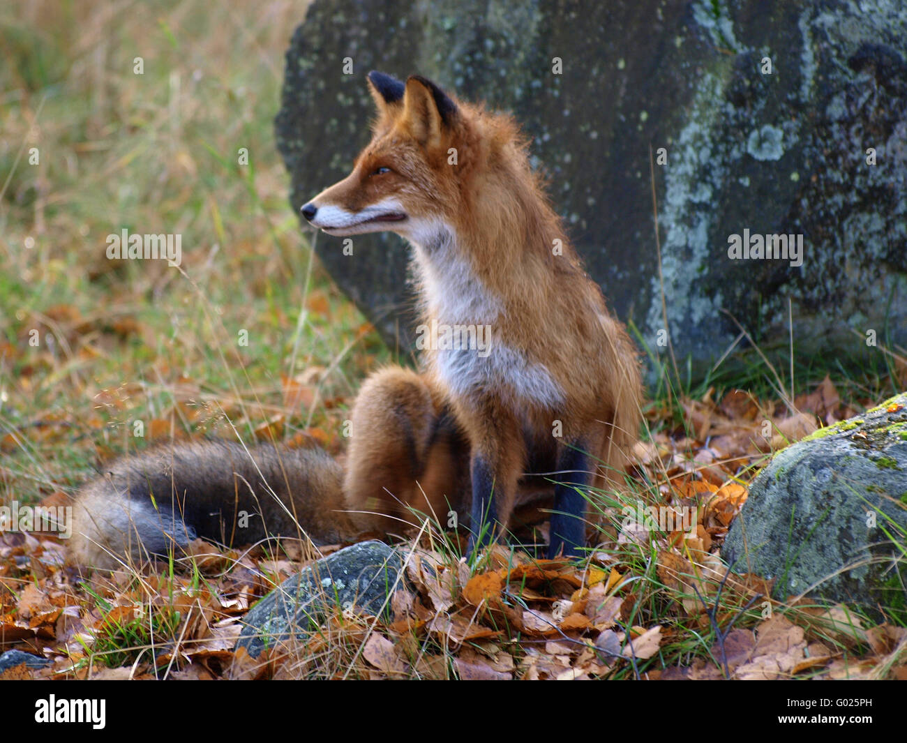 Wildlife red eyes hi-res stock photography and images - Alamy