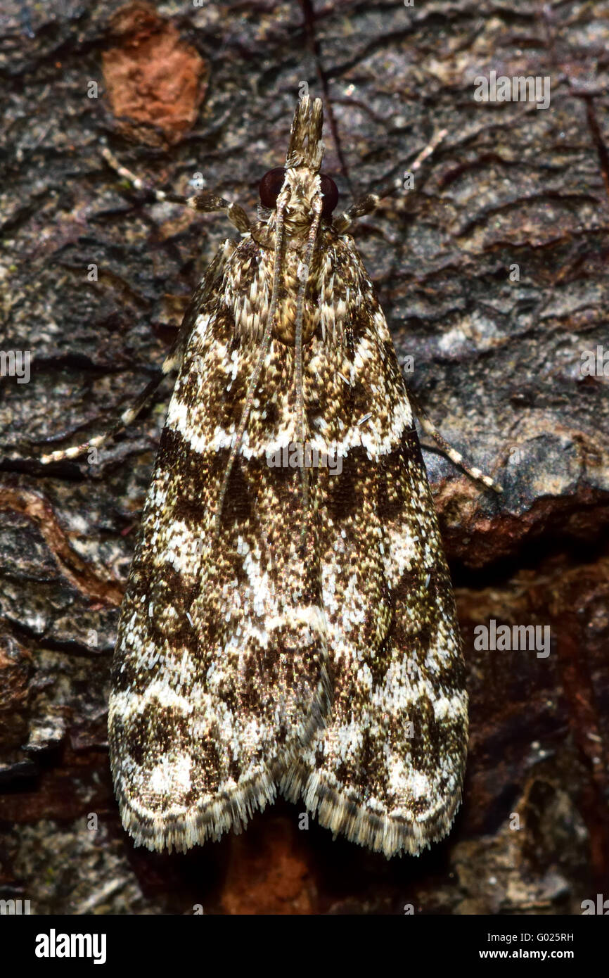 Eudonia mercurella micro moth. Small insect in the family Crambidae ...