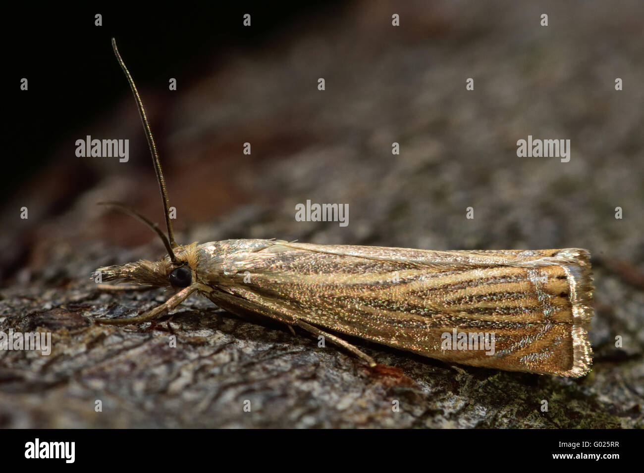 Crambidae grass moth family lepidoptera hi-res stock photography and ...