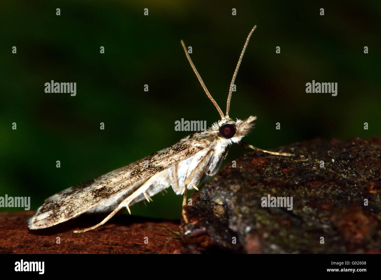 Scoparia ambigualis micro moth in profile. Small insect in the family ...
