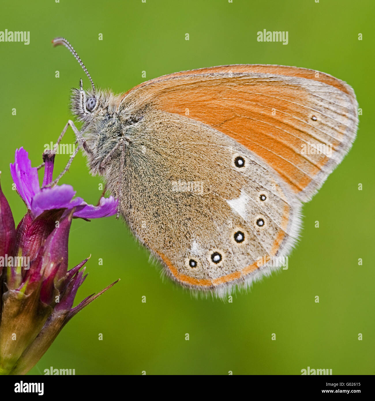 Coenonym hi-res stock photography and images - Alamy