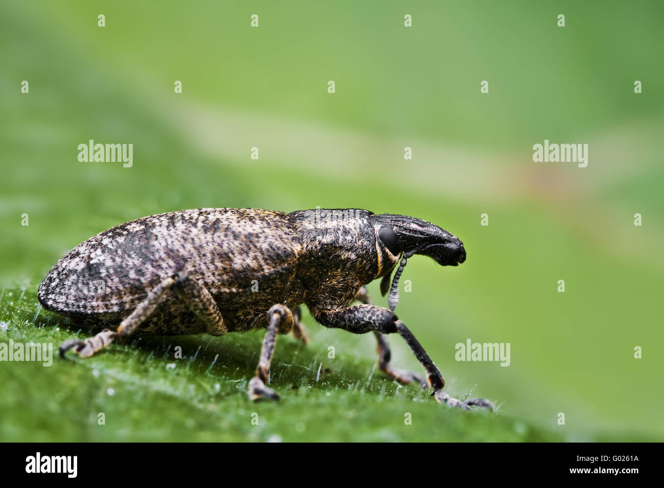 Snout weevils hi-res stock photography and images - Alamy