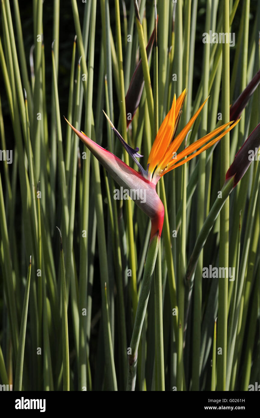 Inflorescence of strelitzia hi-res stock photography and images - Alamy
