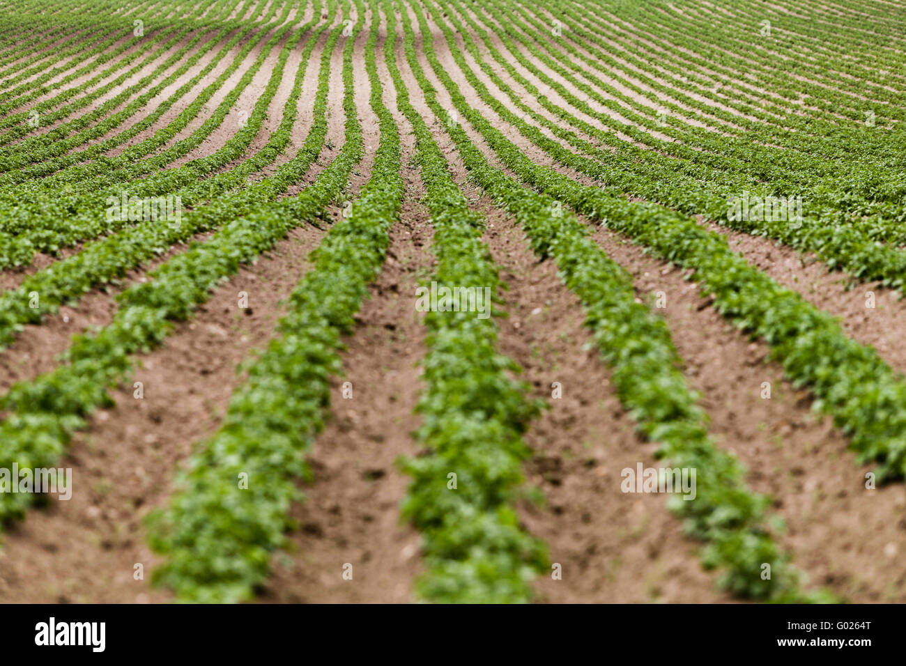 Potato field texture hi-res stock photography and images - Alamy