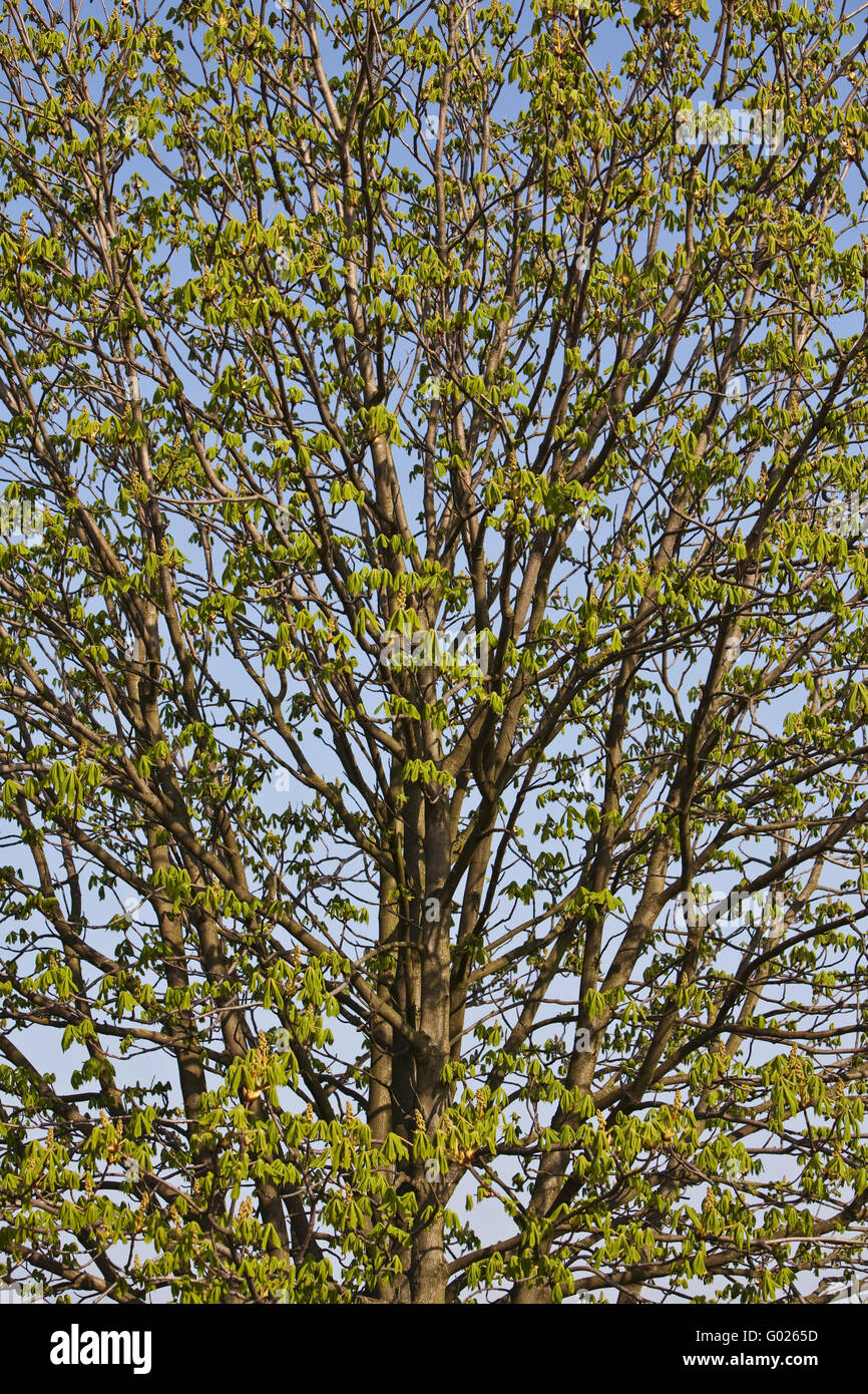 chestnut tree in spring Stock Photo - Alamy