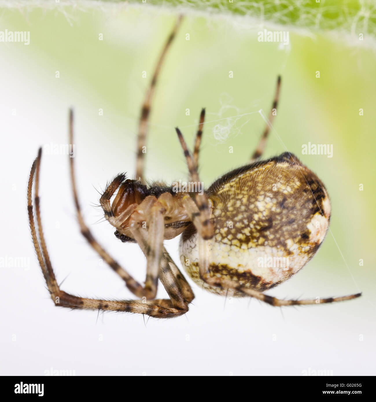 Longjawed spider hi-res stock photography and images - Alamy