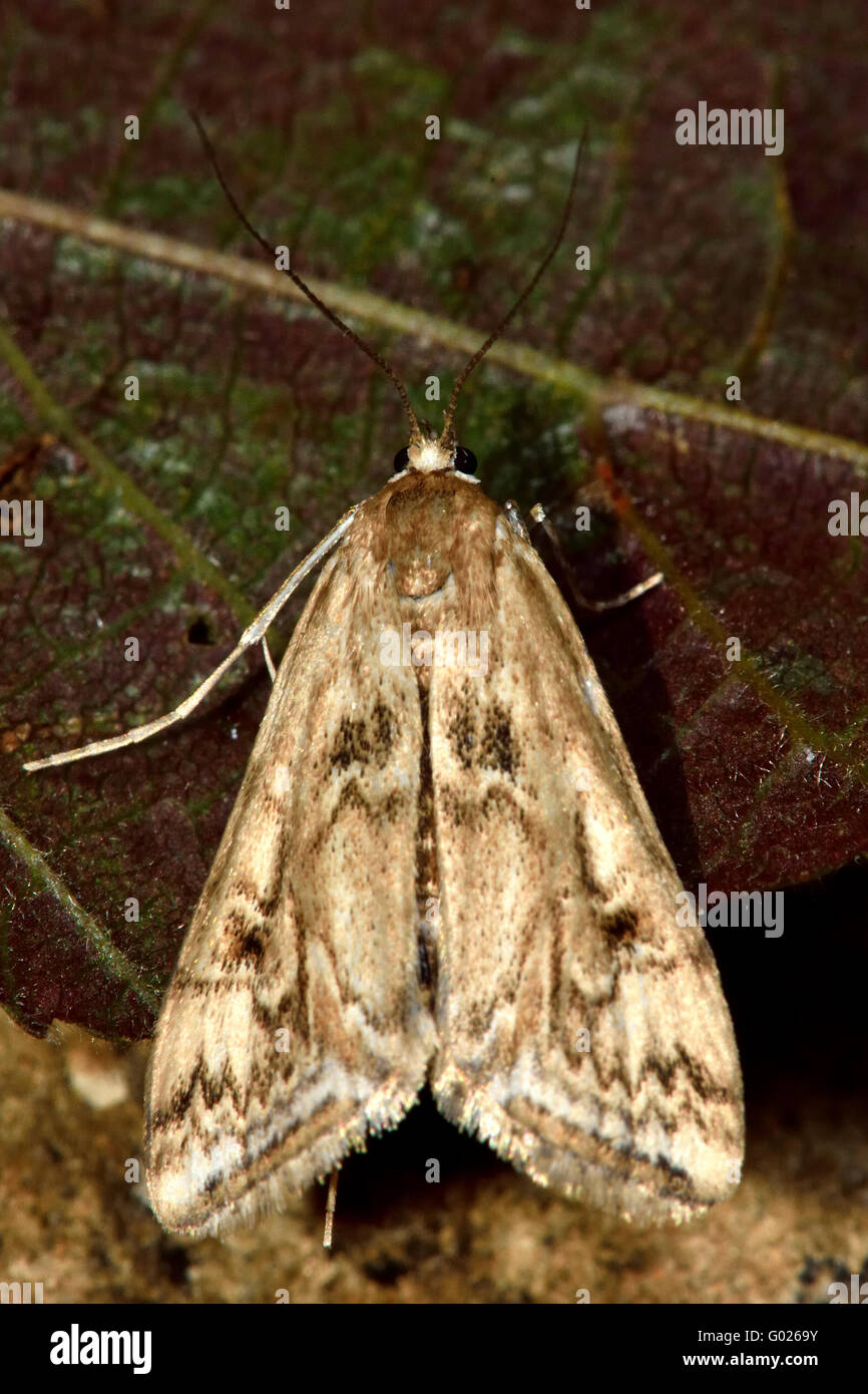 Small china-mark (Cataclysta lemnata) moth brown form from above. Small ...