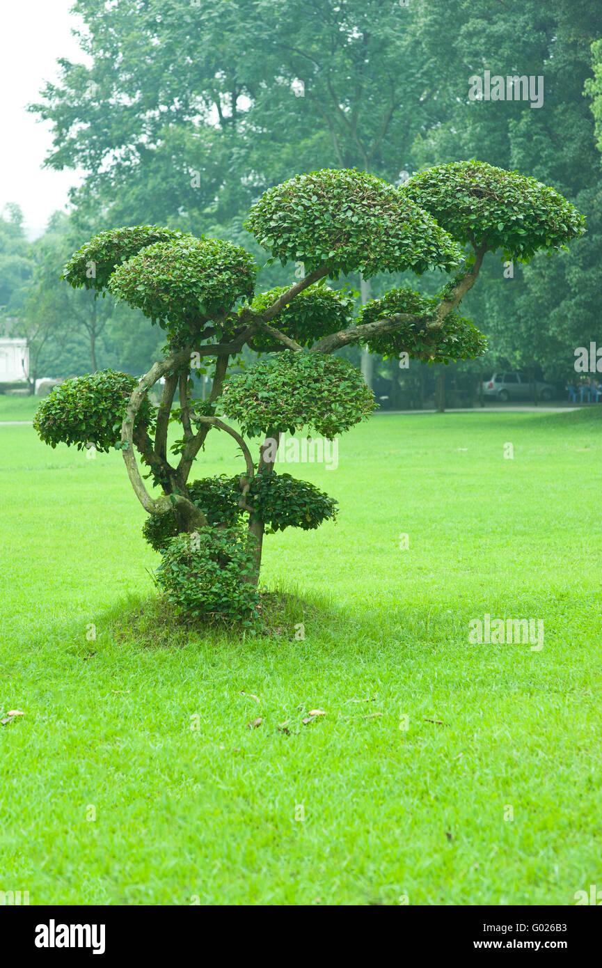 tree in grass Stock Photo - Alamy
