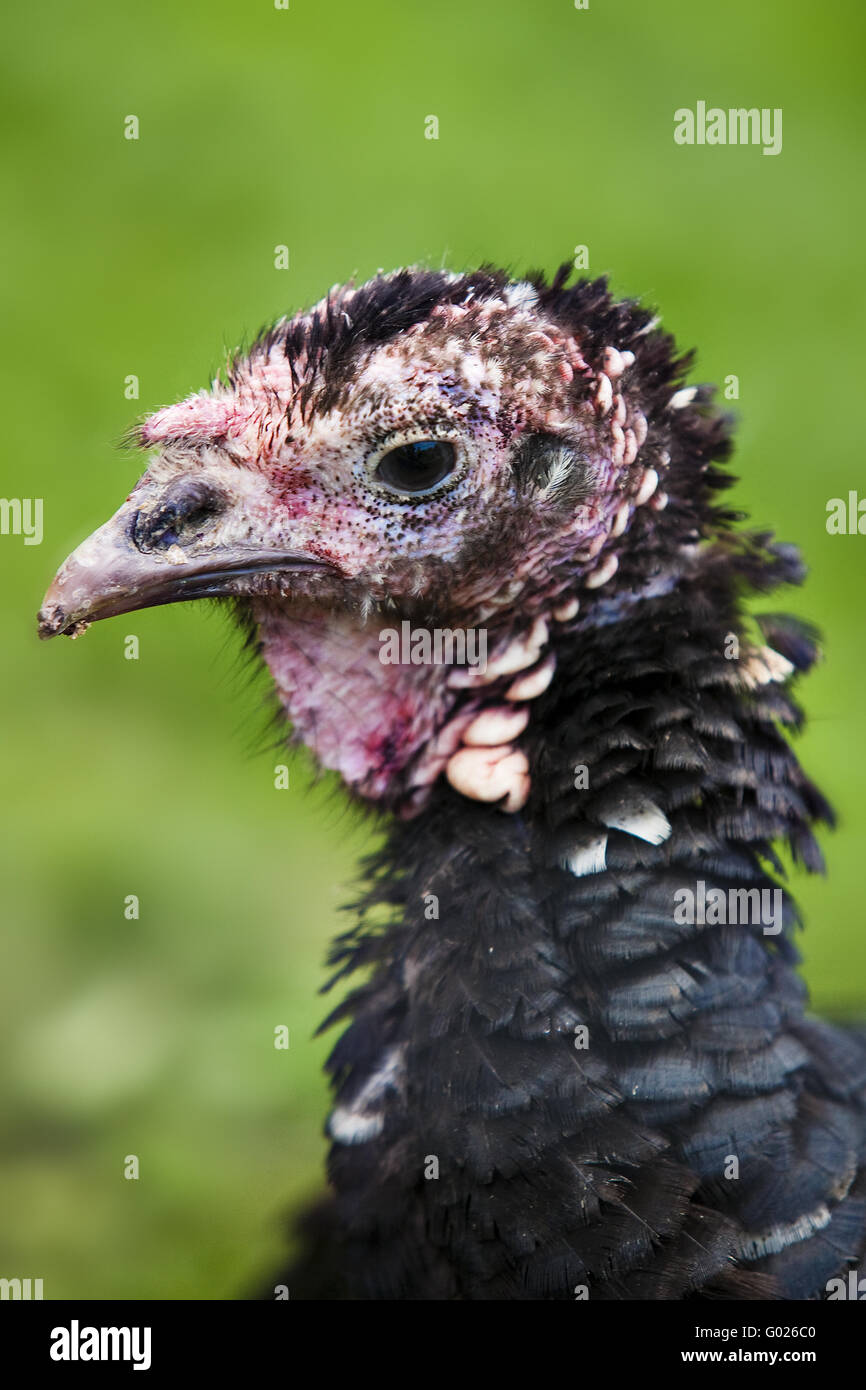 common turkey (Meleagris gallopavo Stock Photo - Alamy