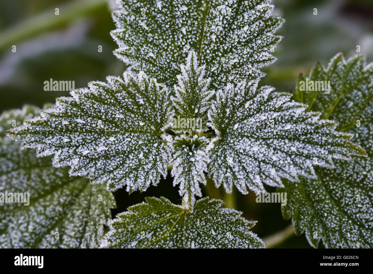 Stinging nettles winter hi-res stock photography and images - Alamy
