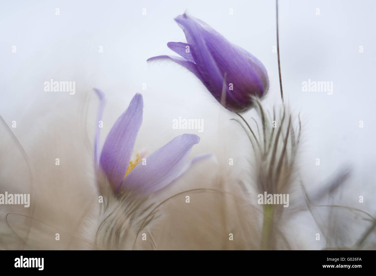 Vulgari hi-res stock photography and images - Alamy