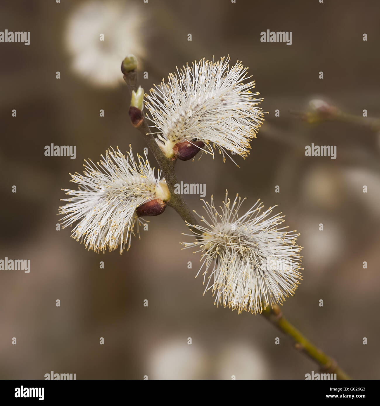 Catkin Tree High Resolution Stock Photography and Images - Alamy