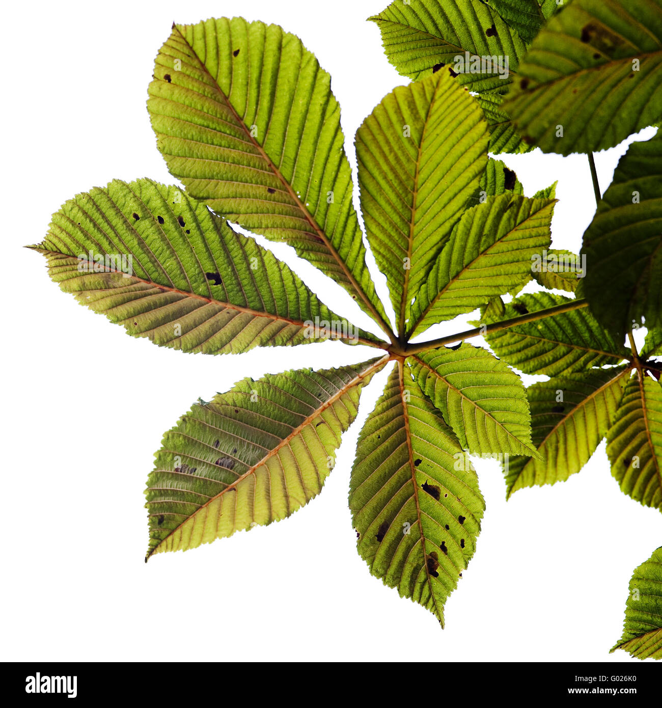 Horse chestnut tree cut out hi-res stock photography and images - Alamy