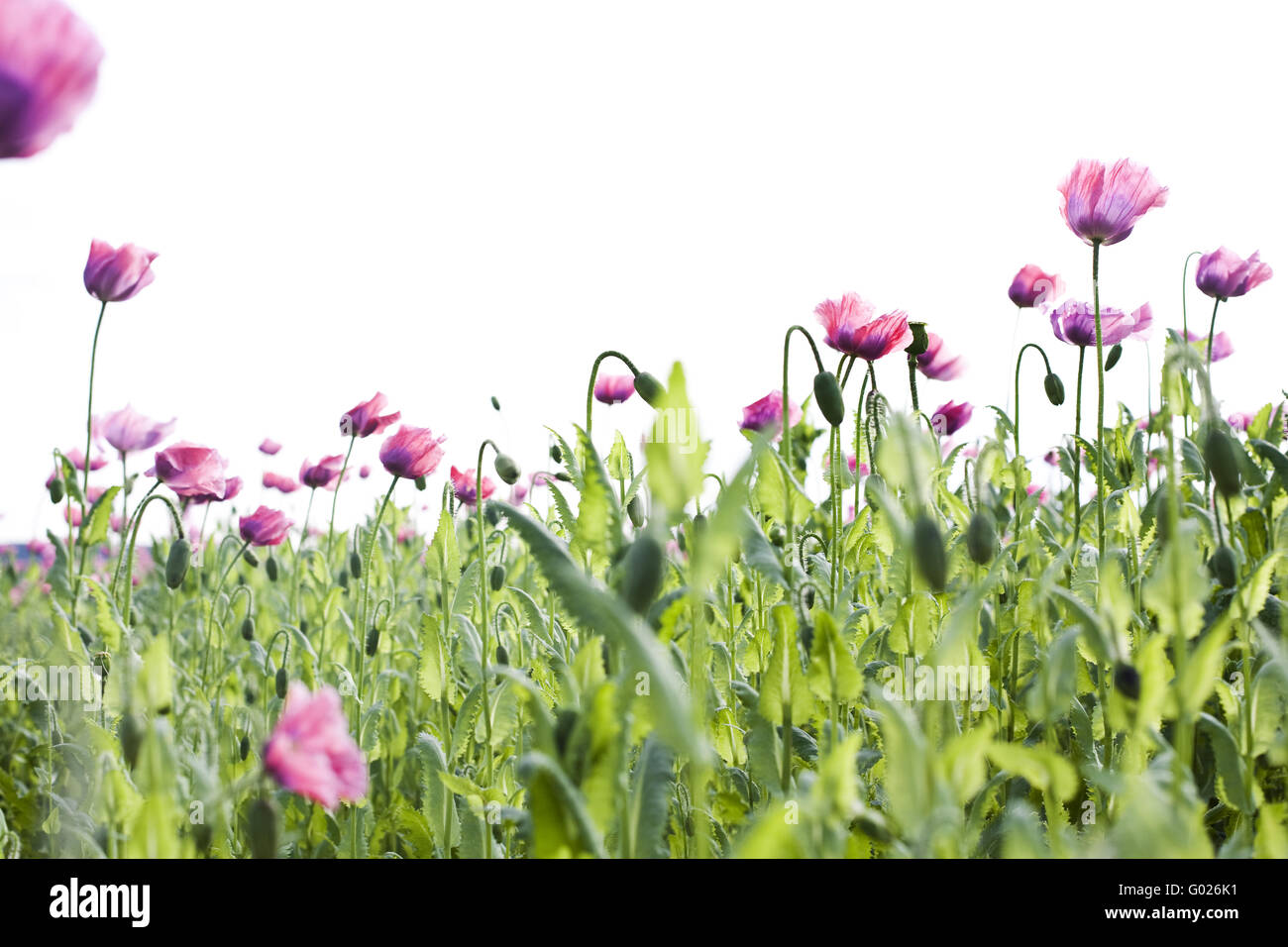 Poppy Cut Out High Resolution Stock Photography and Images - Alamy