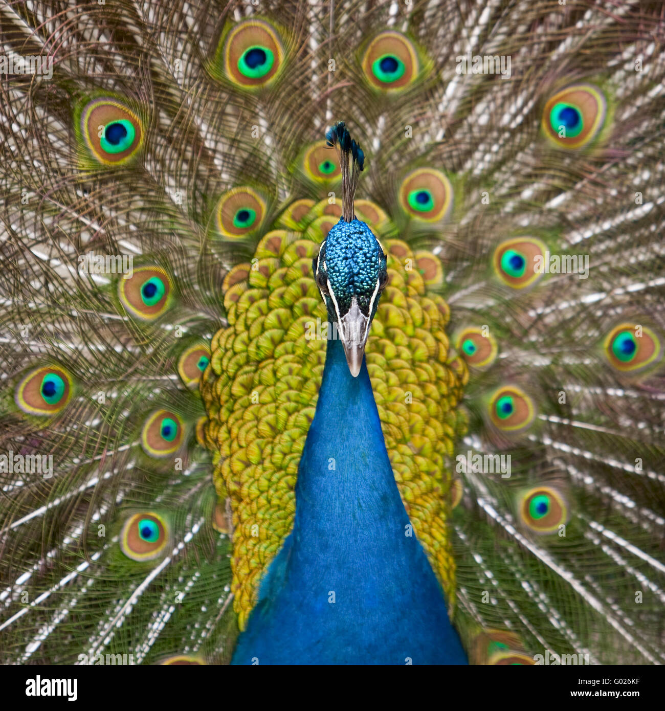 blue peafowl (Pavo cristatus Stock Photo - Alamy
