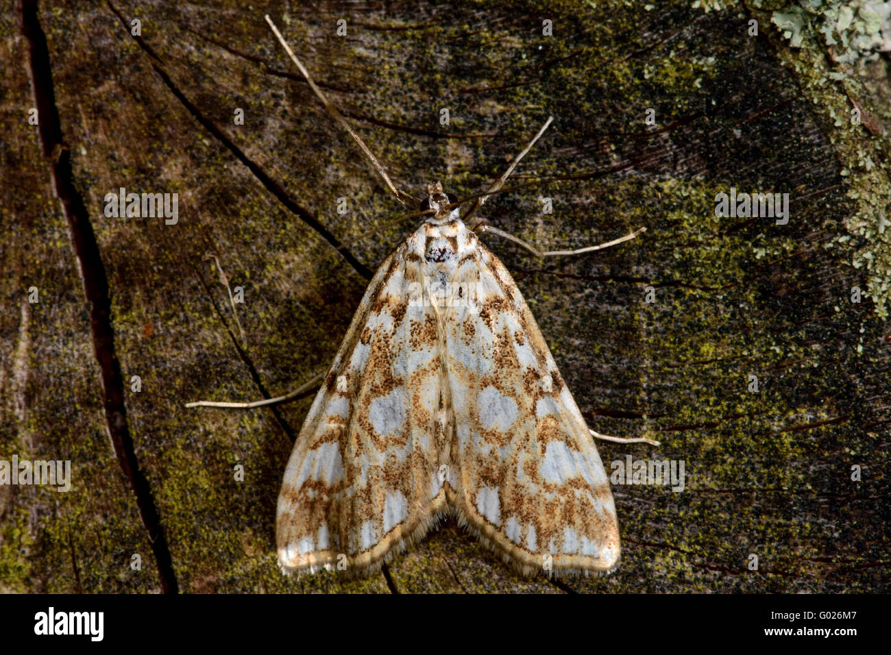 Brown china-mark (Elophila nymphaeata) micro moth. Small insect in the ...