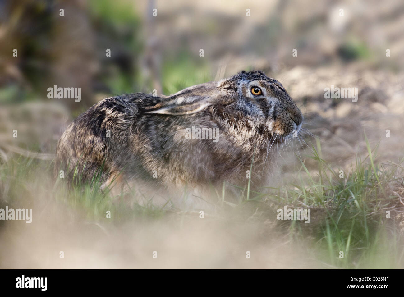 Field hares hi-res stock photography and images - Alamy