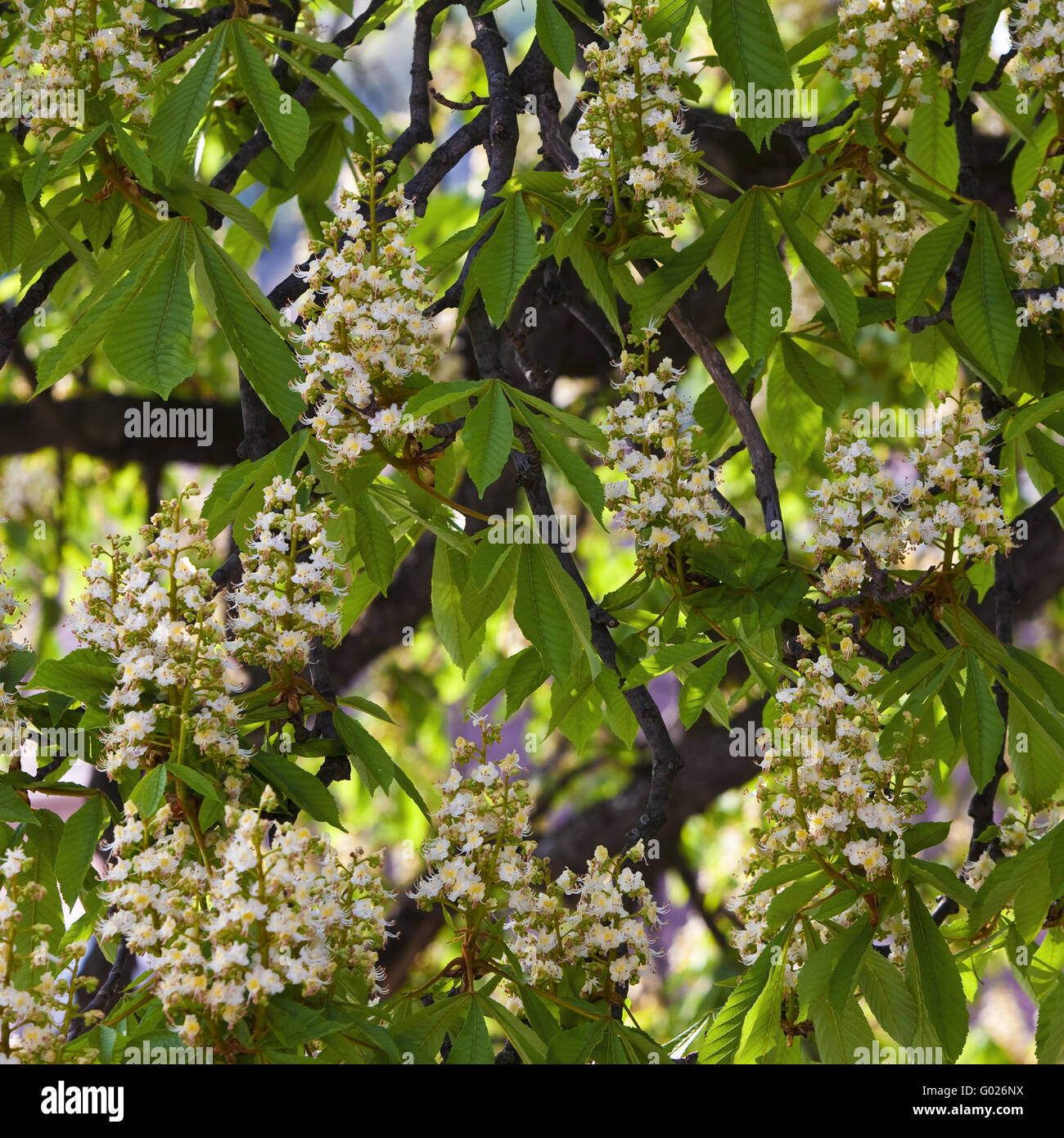 horse chestnut tree (Aesculus hippocastanum Stock Photo - Alamy