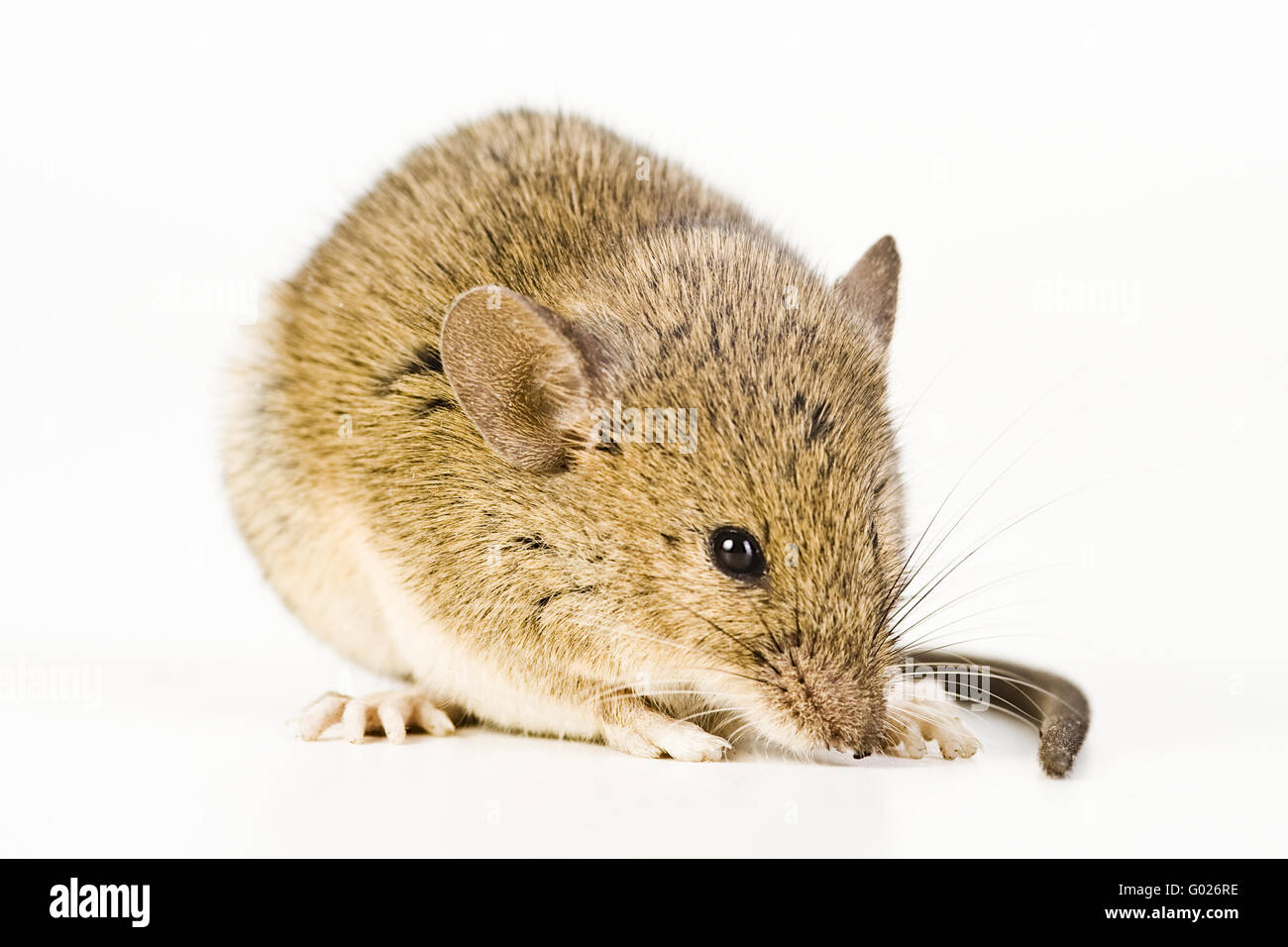 House Mouse (Mus musculus Stock Photo - Alamy