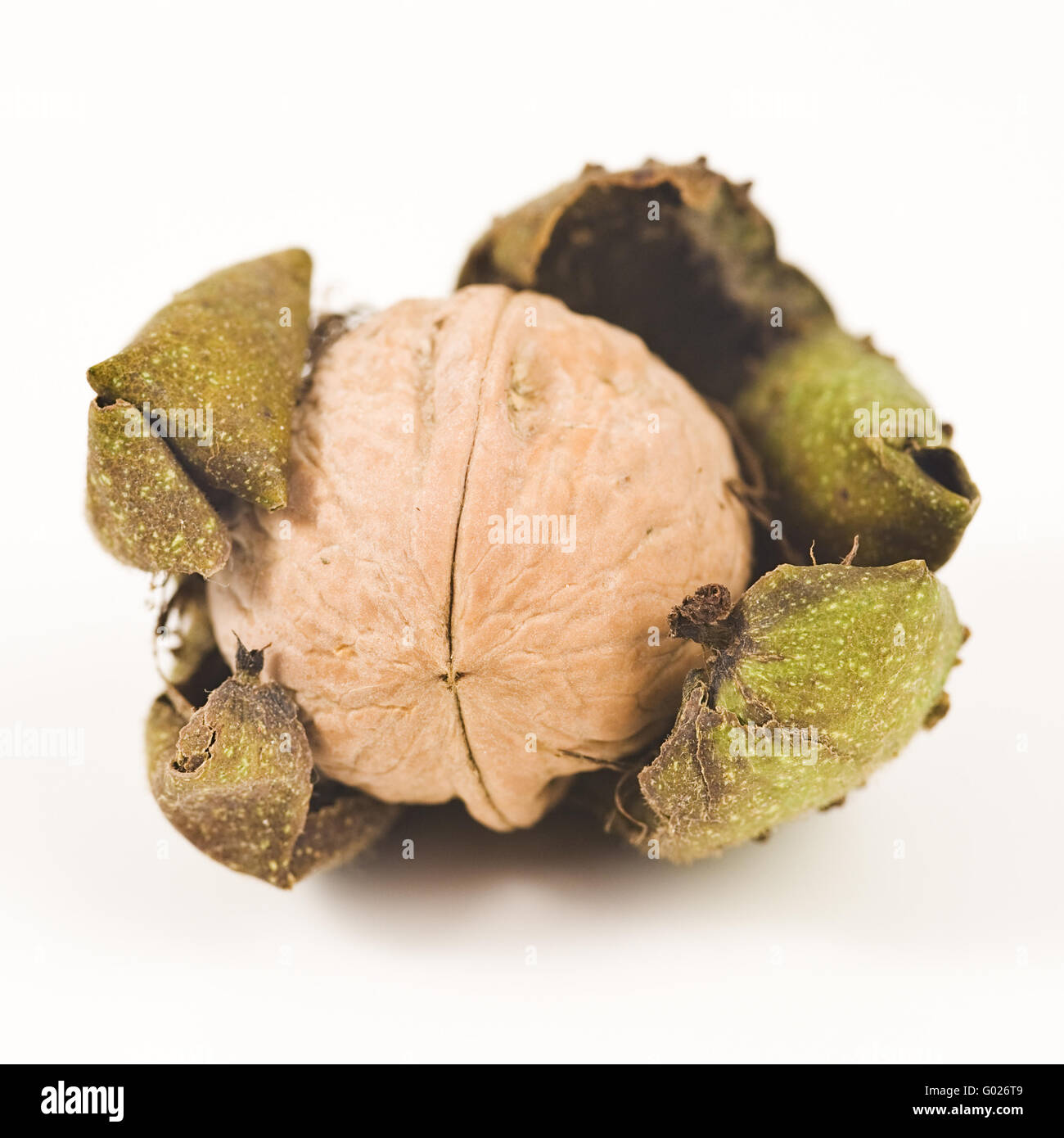 Wal nuss hi-res stock photography and images - Alamy