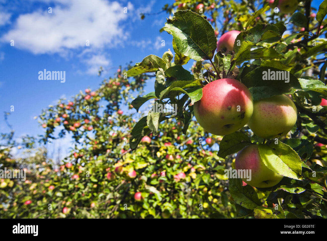 Landscape backgrounds hi-res stock photography and images - Alamy