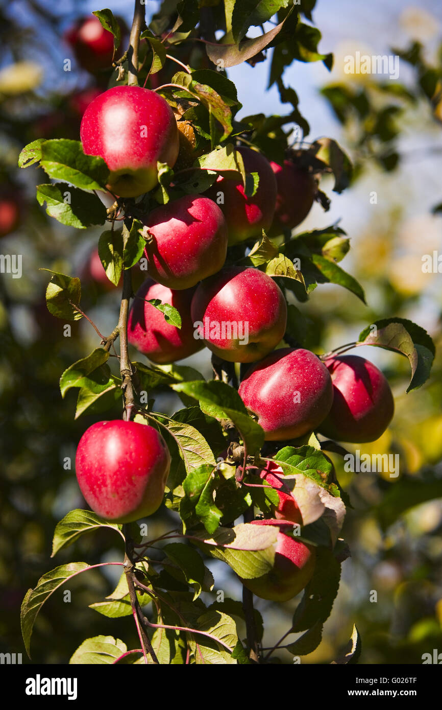 apple tree with red apples Stock Photo - Alamy