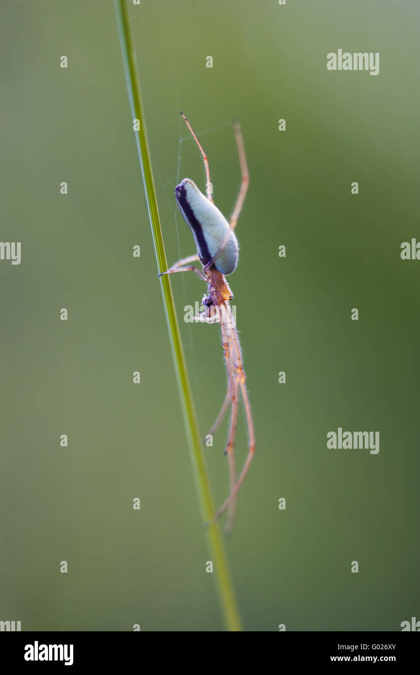 Long insects hi-res stock photography and images - Alamy