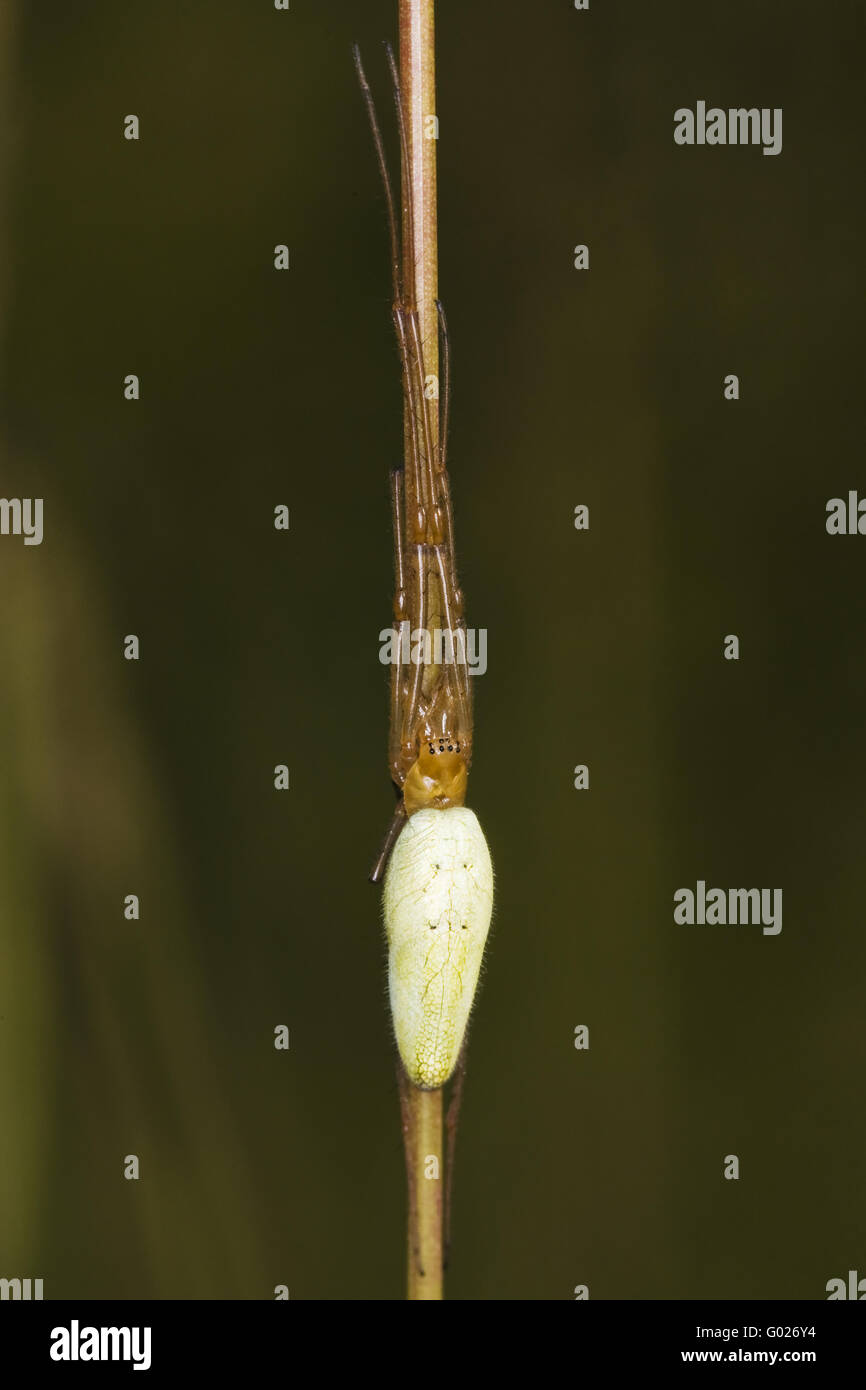 Spinnentier insekt hi-res stock photography and images - Alamy
