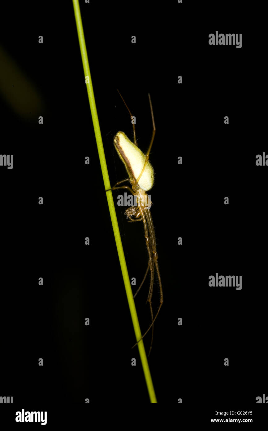 Long insects hi-res stock photography and images - Alamy