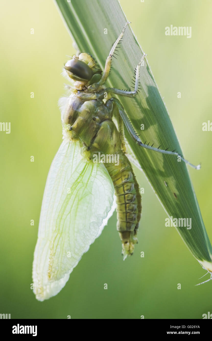 Dragonfly larvas hi-res stock photography and images - Alamy
