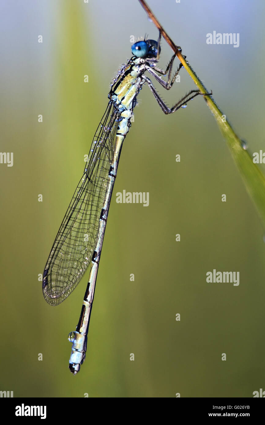 common blue damselfly (Enallagma cyathigerum Stock Photo - Alamy