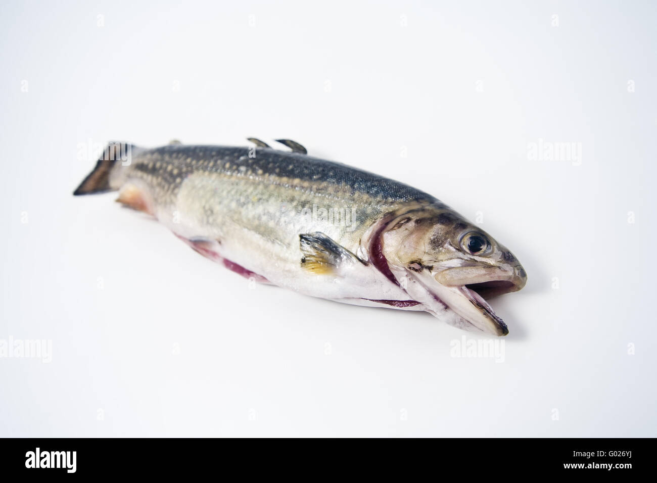 arctic char ready to cook Stock Photo - Alamy