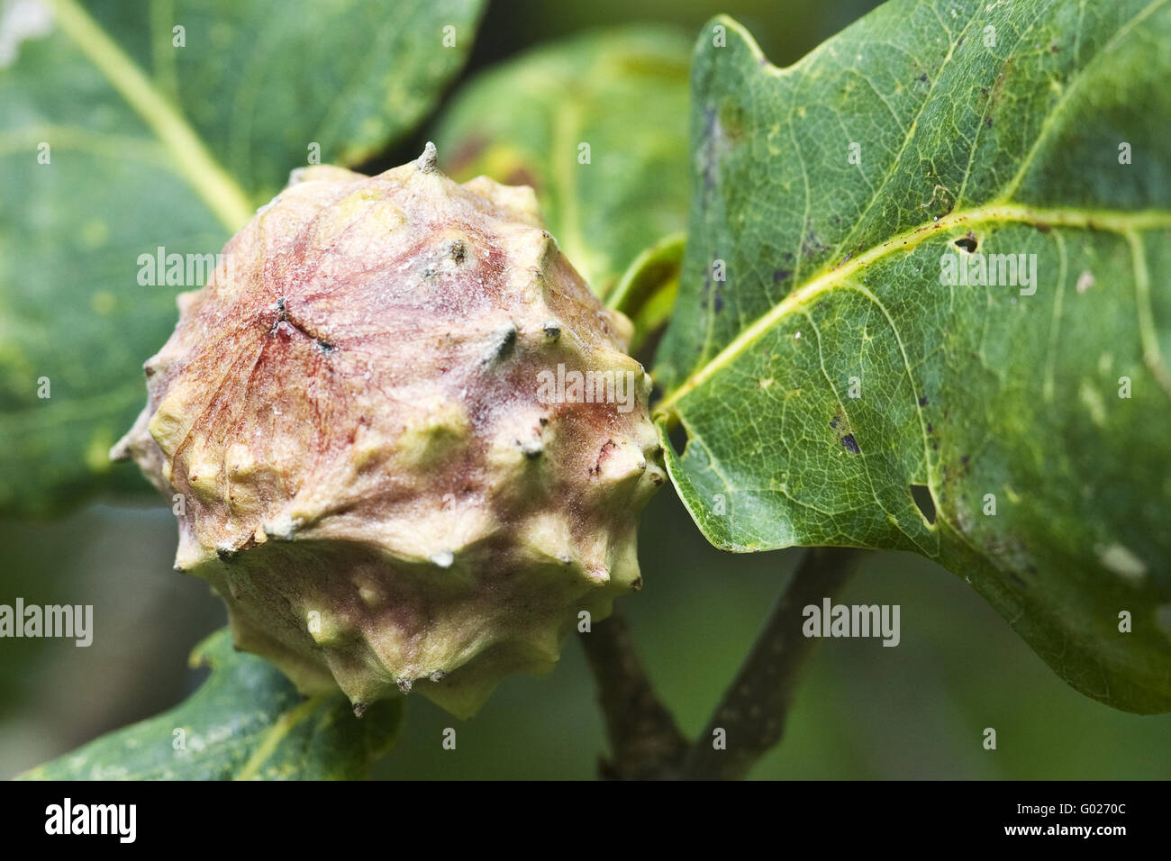 gall on a oak from a gall wasp Stock Photo - Alamy