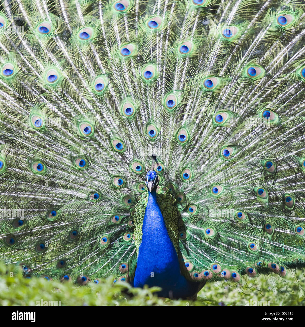 Courtship peacock hi-res stock photography and images - Alamy