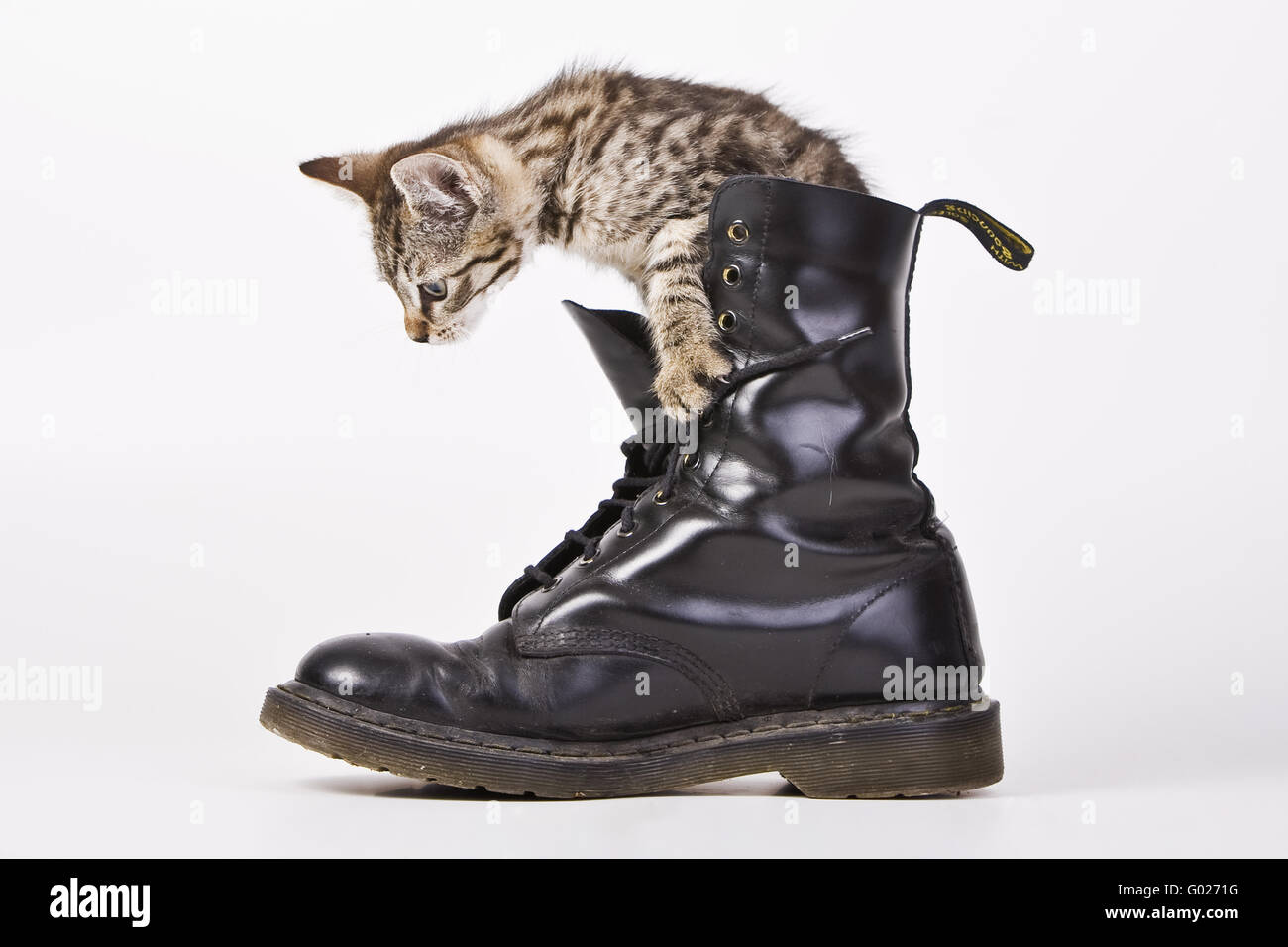 kitten in a boot Stock Photo - Alamy