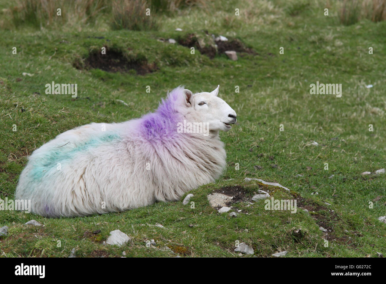 Sheep on Arranmore. County Donegal, Ireland Stock Photo - Alamy
