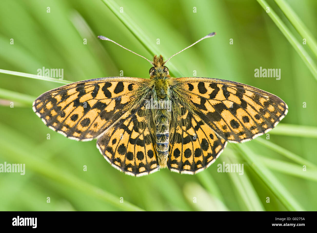 Pearl and insects hi-res stock photography and images - Alamy