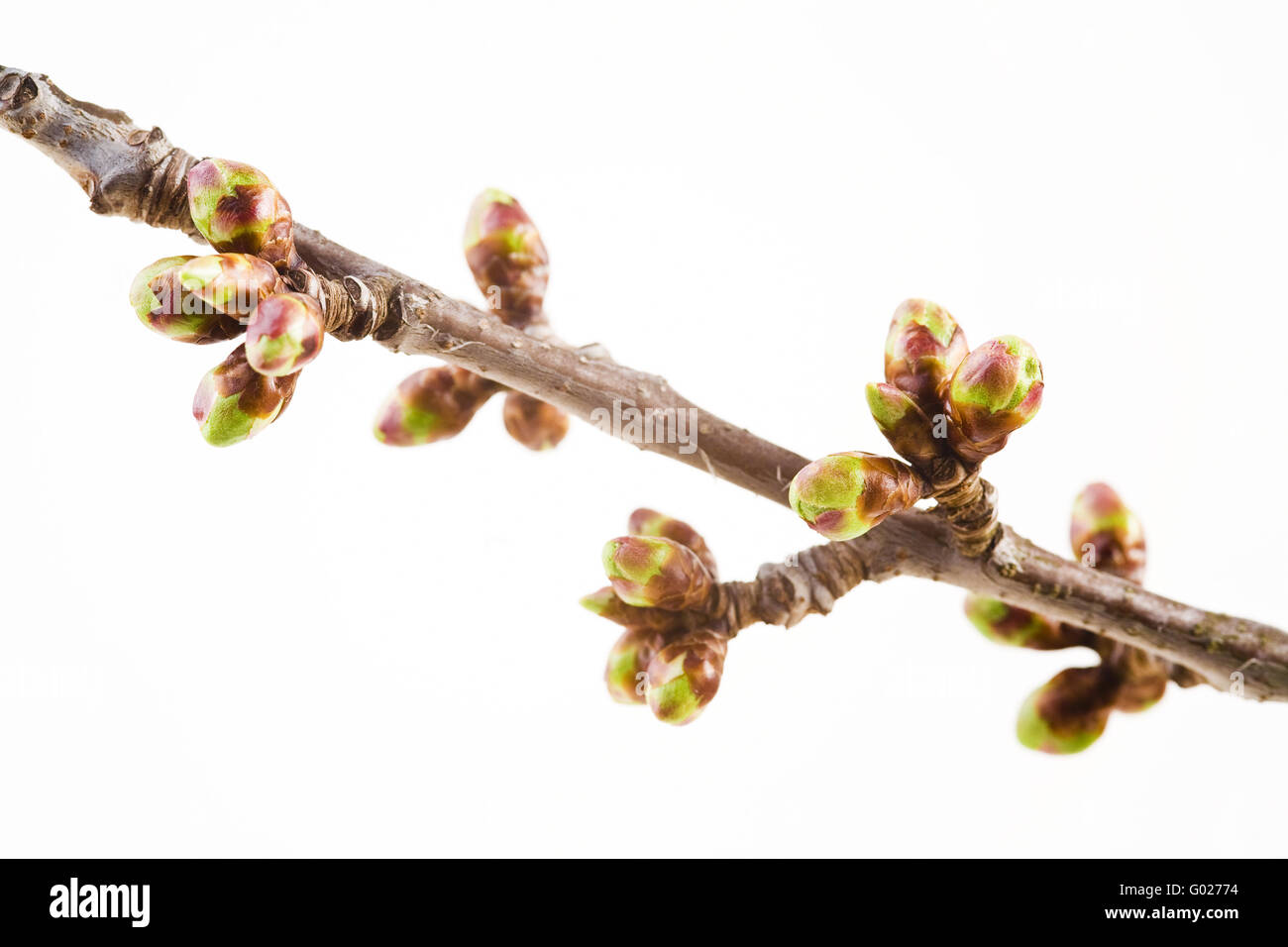 limb from a cherry tree in springlike Stock Photo - Alamy
