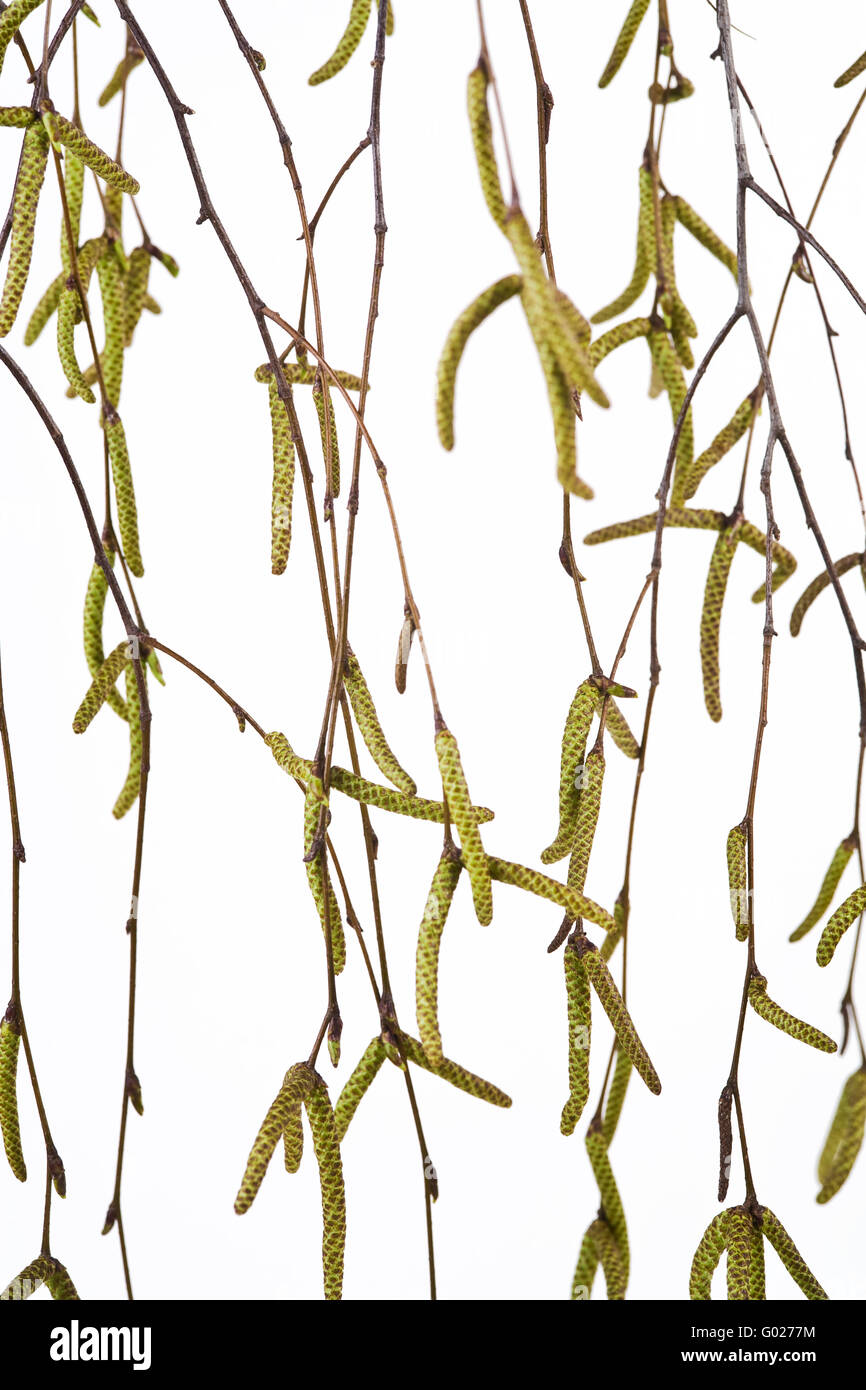 Birch blossom hi-res stock photography and images - Alamy