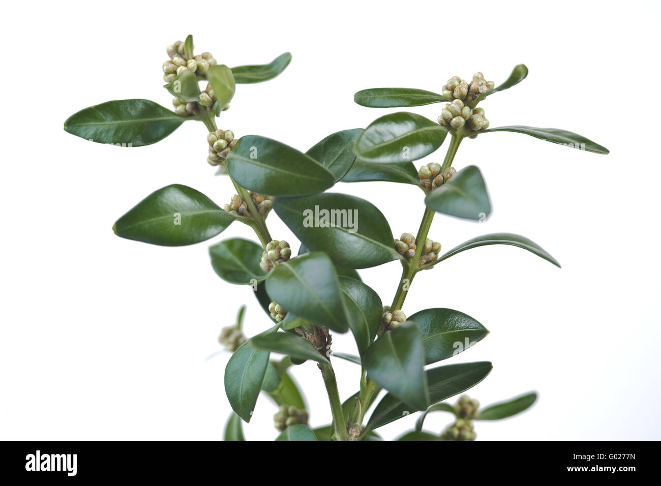 Boxtree hi-res stock photography and images - Alamy