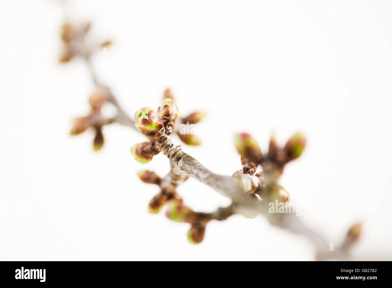limb from a cherry tree in springlike Stock Photo - Alamy