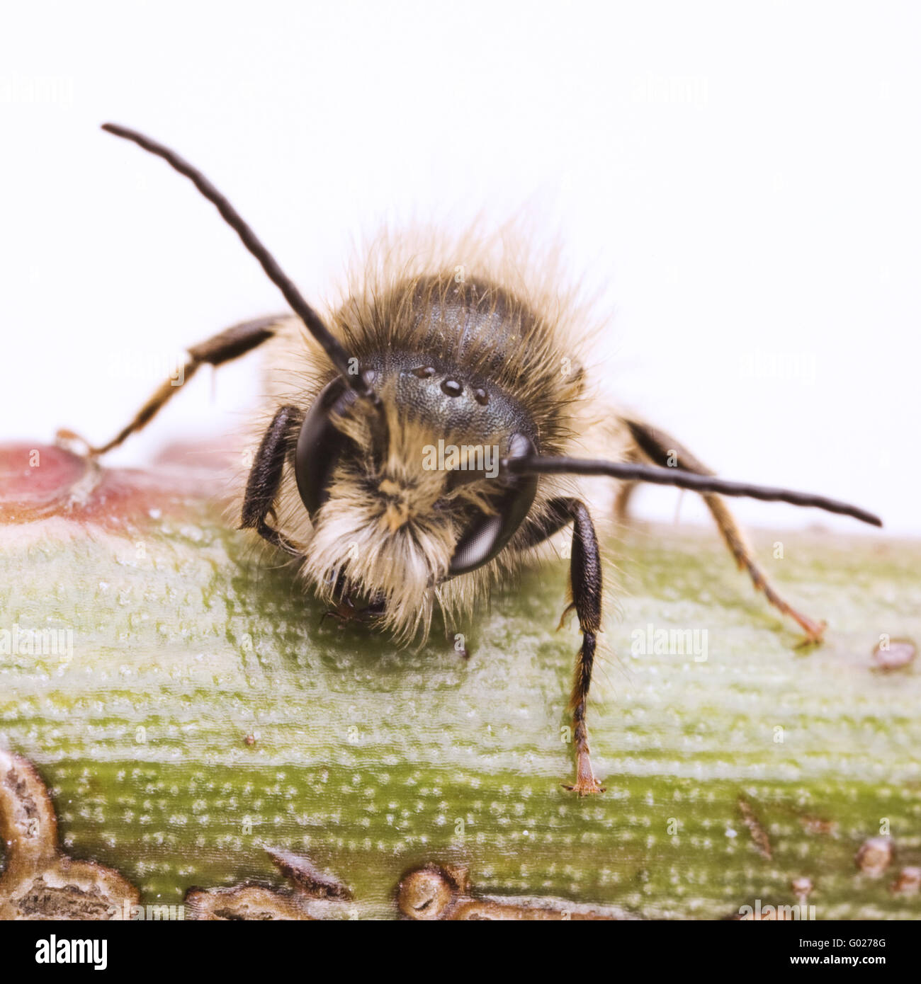 mason bee - mason bees (Osmia Stock Photo - Alamy