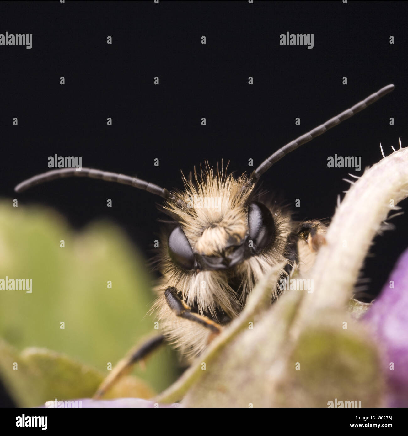 mason bee - mason bees (Osmia Stock Photo - Alamy