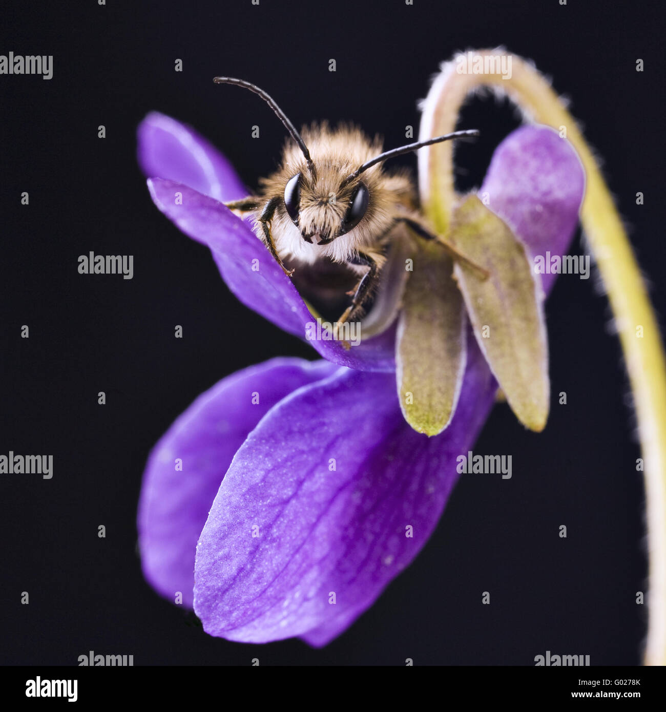 mason bee - mason bees (Osmia Stock Photo - Alamy