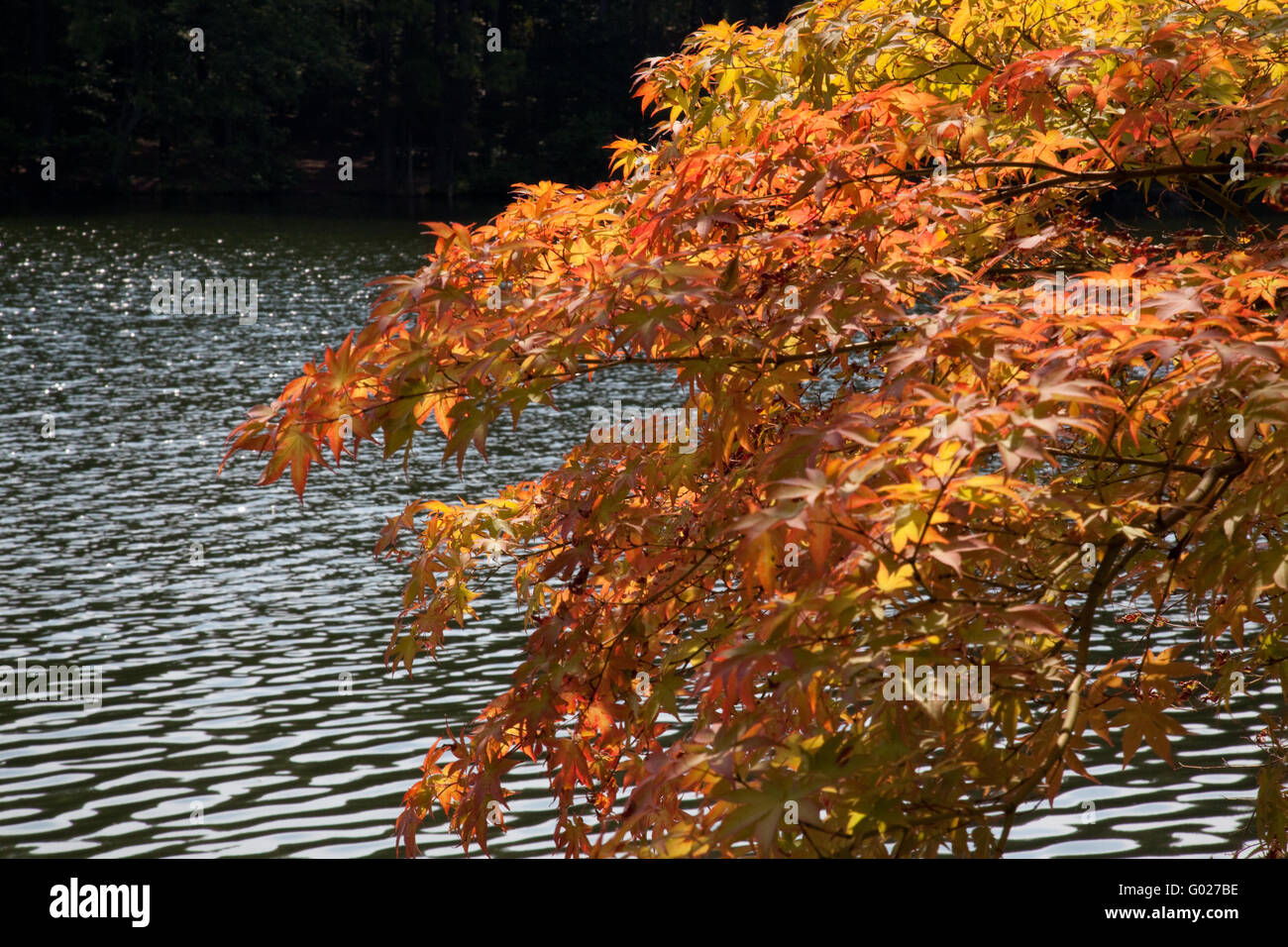 Colorful Fall leaves with a water background Stock Photo - Alamy