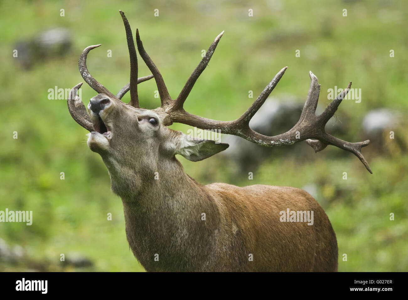 Deer scream hi-res stock photography and images - Alamy