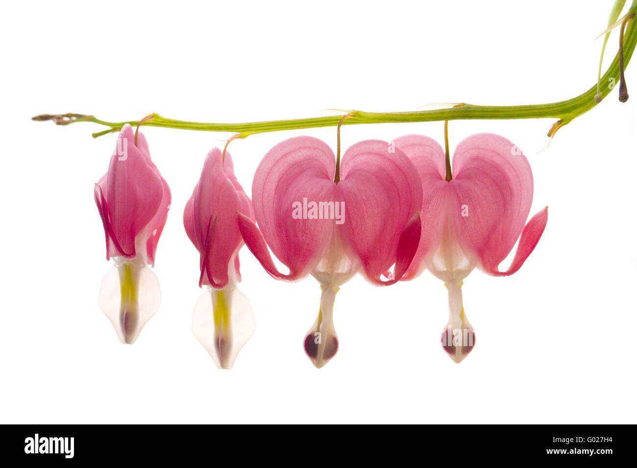 bleeding heart Dicentra spectabilis Stock Photo - Alamy