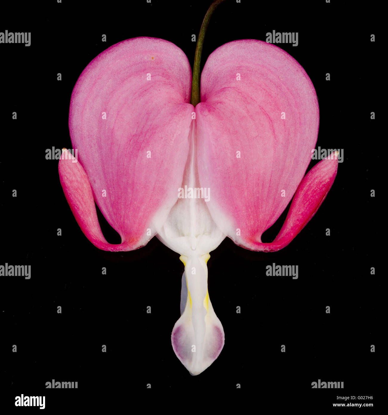 bleeding heart Dicentra spectabilis Stock Photo - Alamy