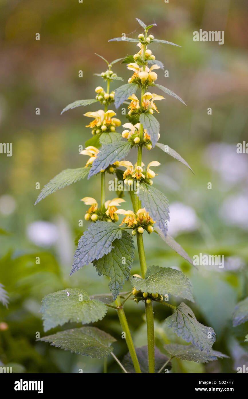 yellow archangel (Lamiastrum galeobdeolon Stock Photo - Alamy